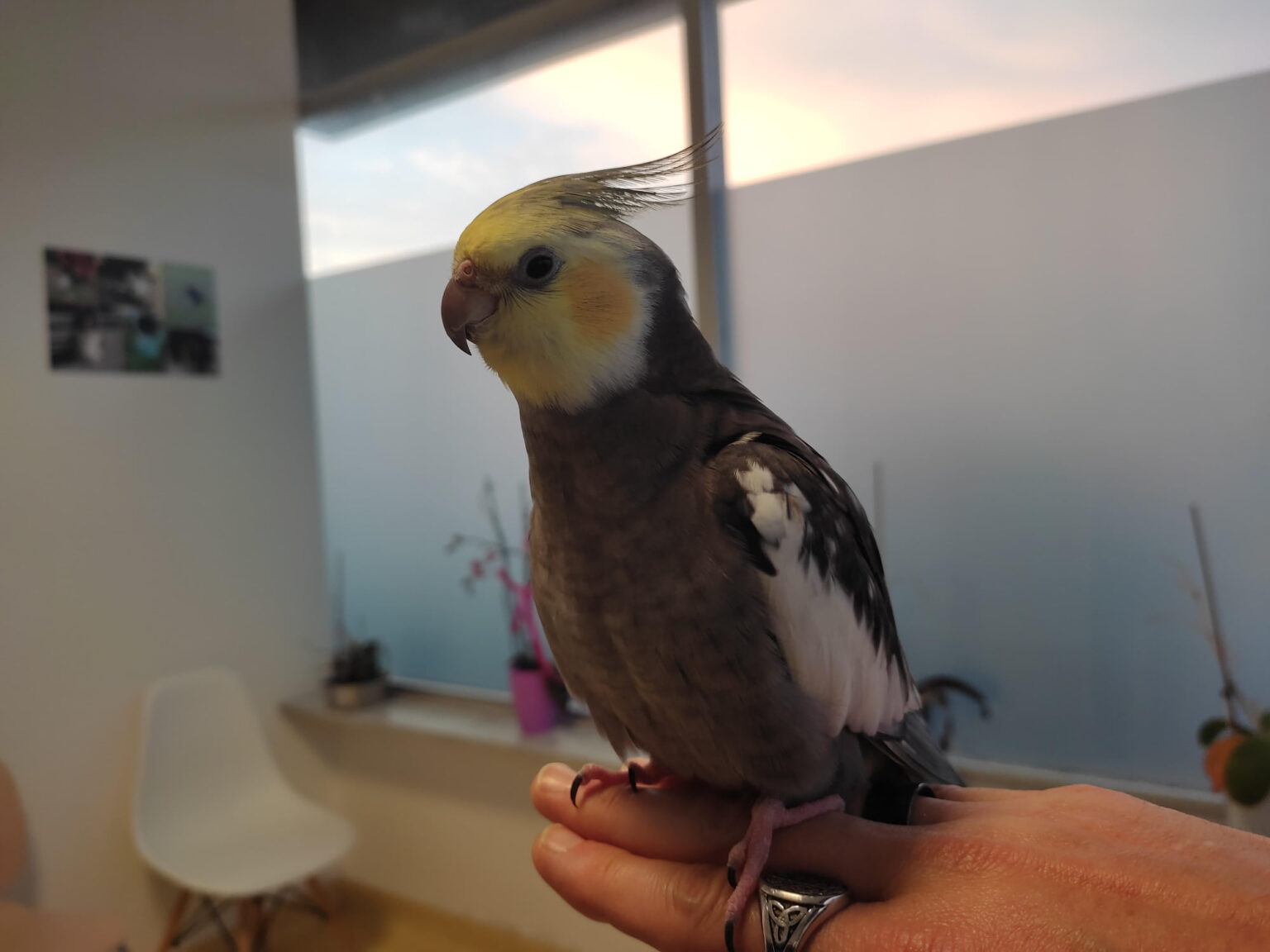 Pappagallo Calopsite Femmina e Maschio ⋆ PrealpiVet